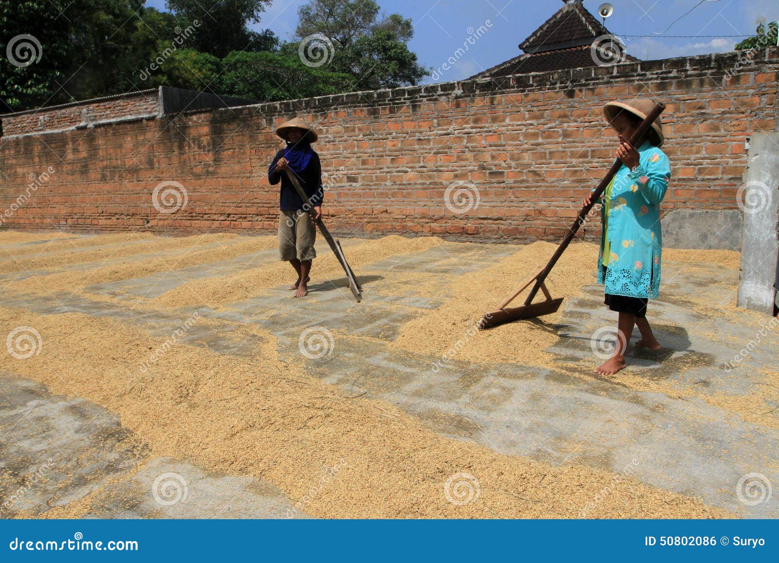 Drying grain editorial photo. Image of people, food, farmers - 50802086
