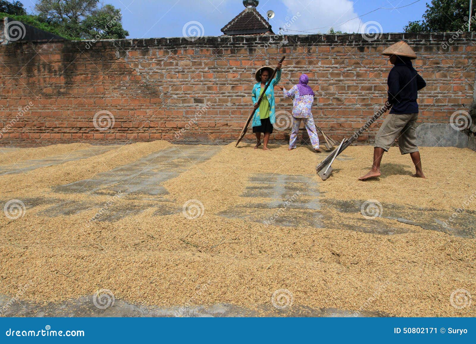 Drying grain editorial photo. Image of people, village - 50802171