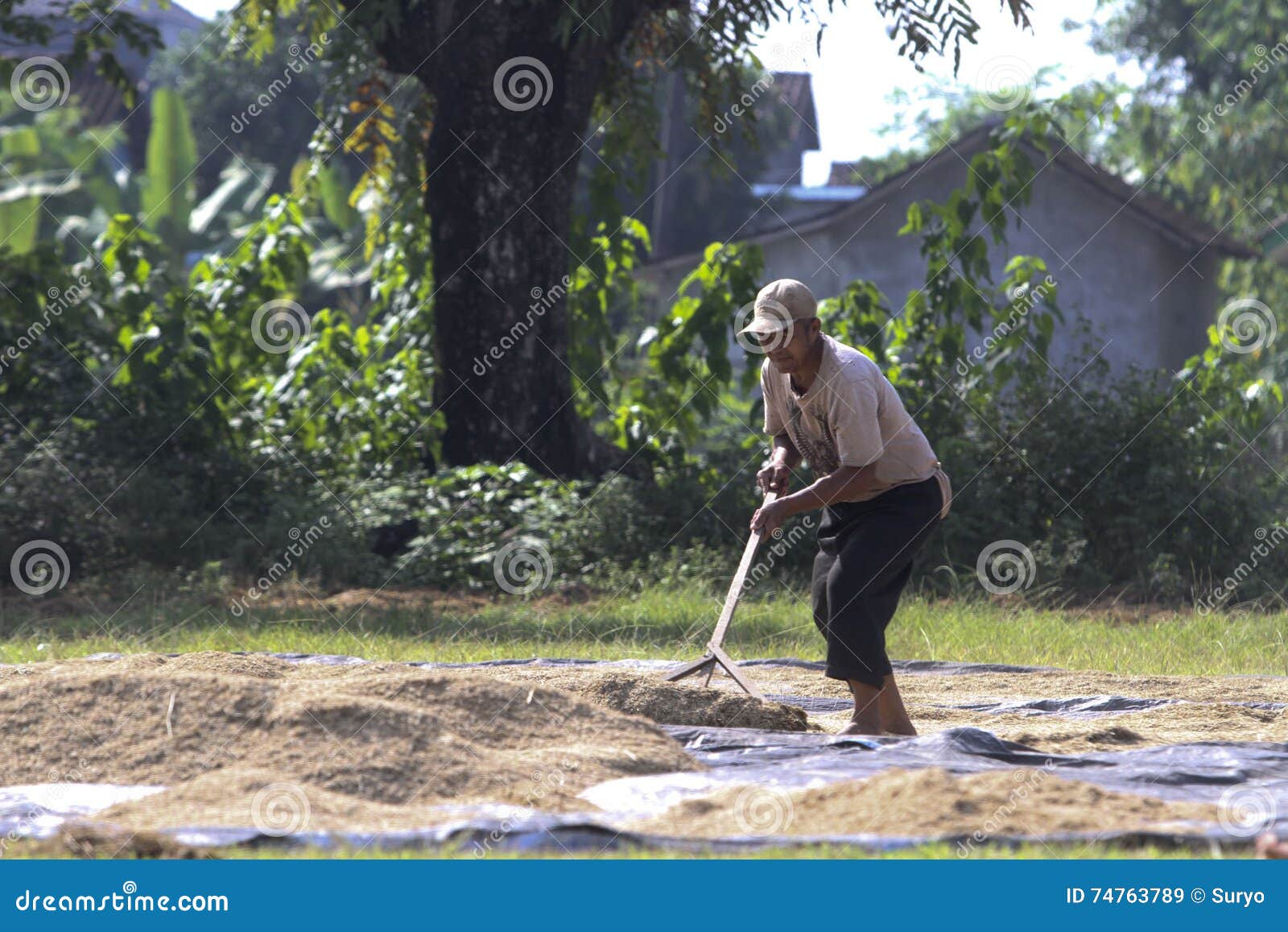 Drying grain editorial stock image. Image of plantation - 74763789