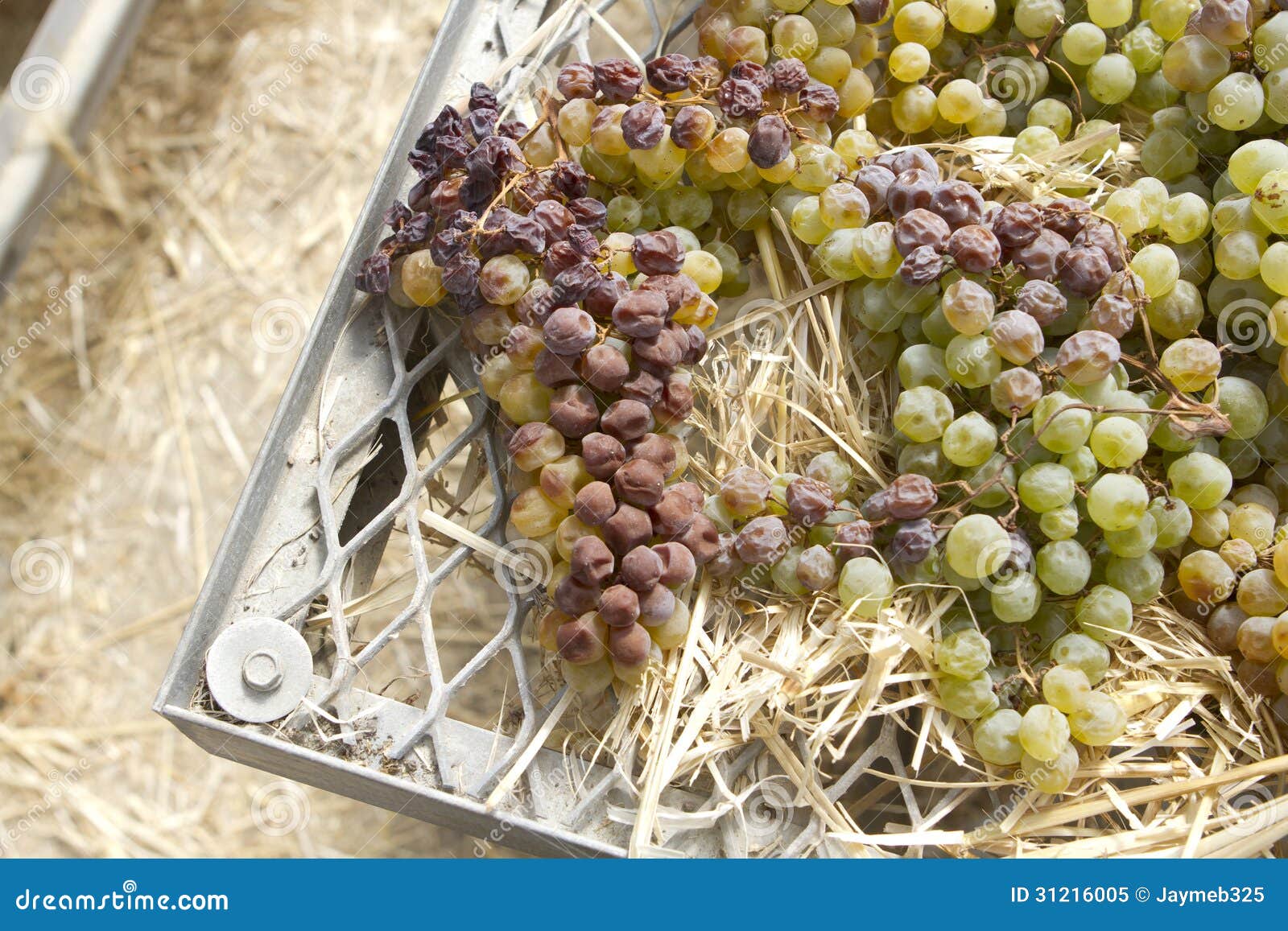 Drying Grapes stock image. Image of vine, purple, mouvedre - 31216005