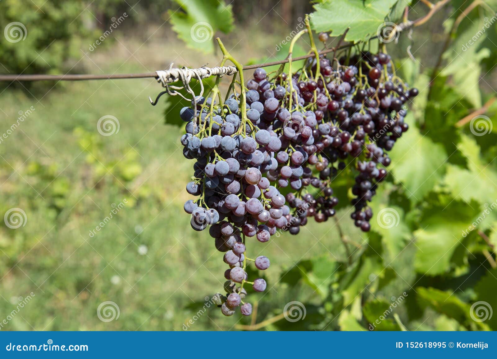 Drying Grapes in the Garden Stock Image - Image of juicy, green: 152618995