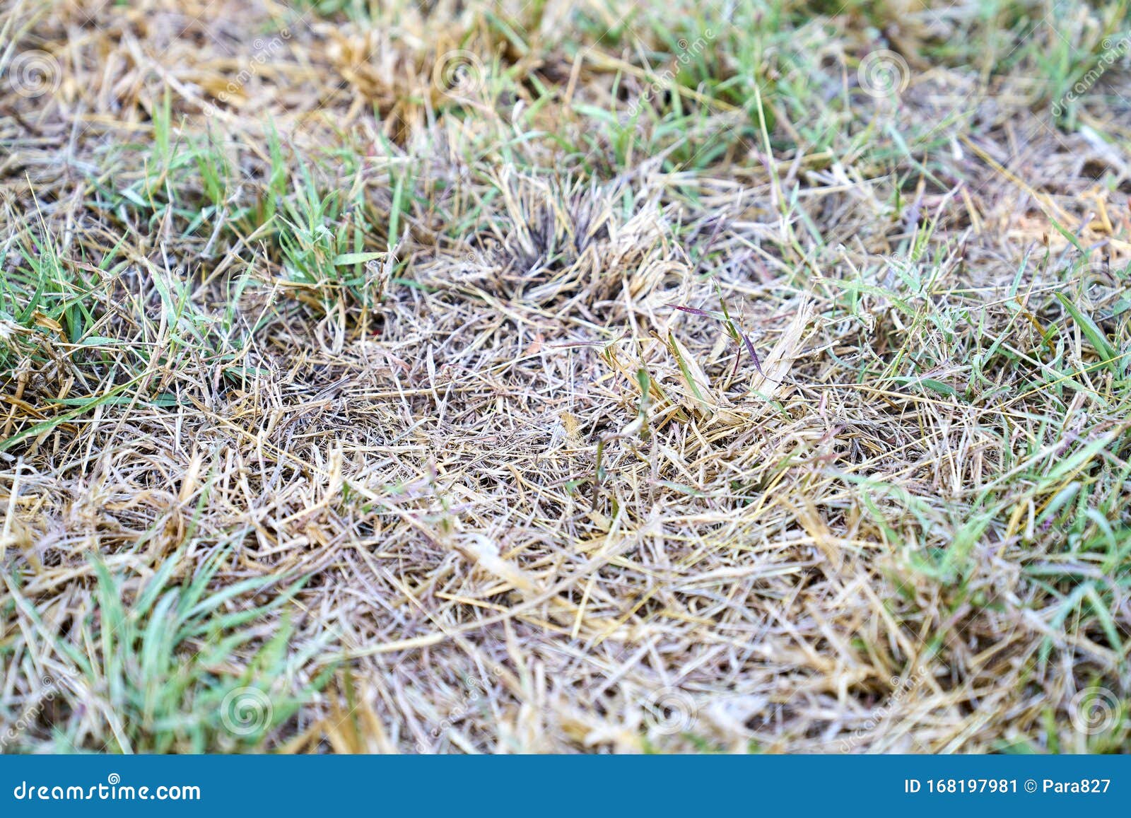 Drying grass stock image. Image of brown, grass, floral - 168197981