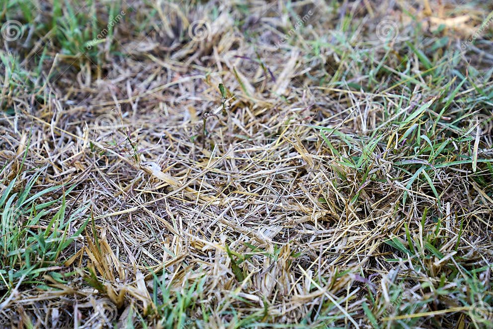 Drying grass stock image. Image of dead, grass, agriculture - 168198005