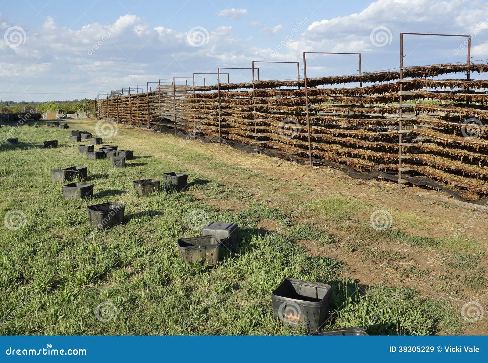 The Drying-green. stock image. Image of picking, empty - 38305229