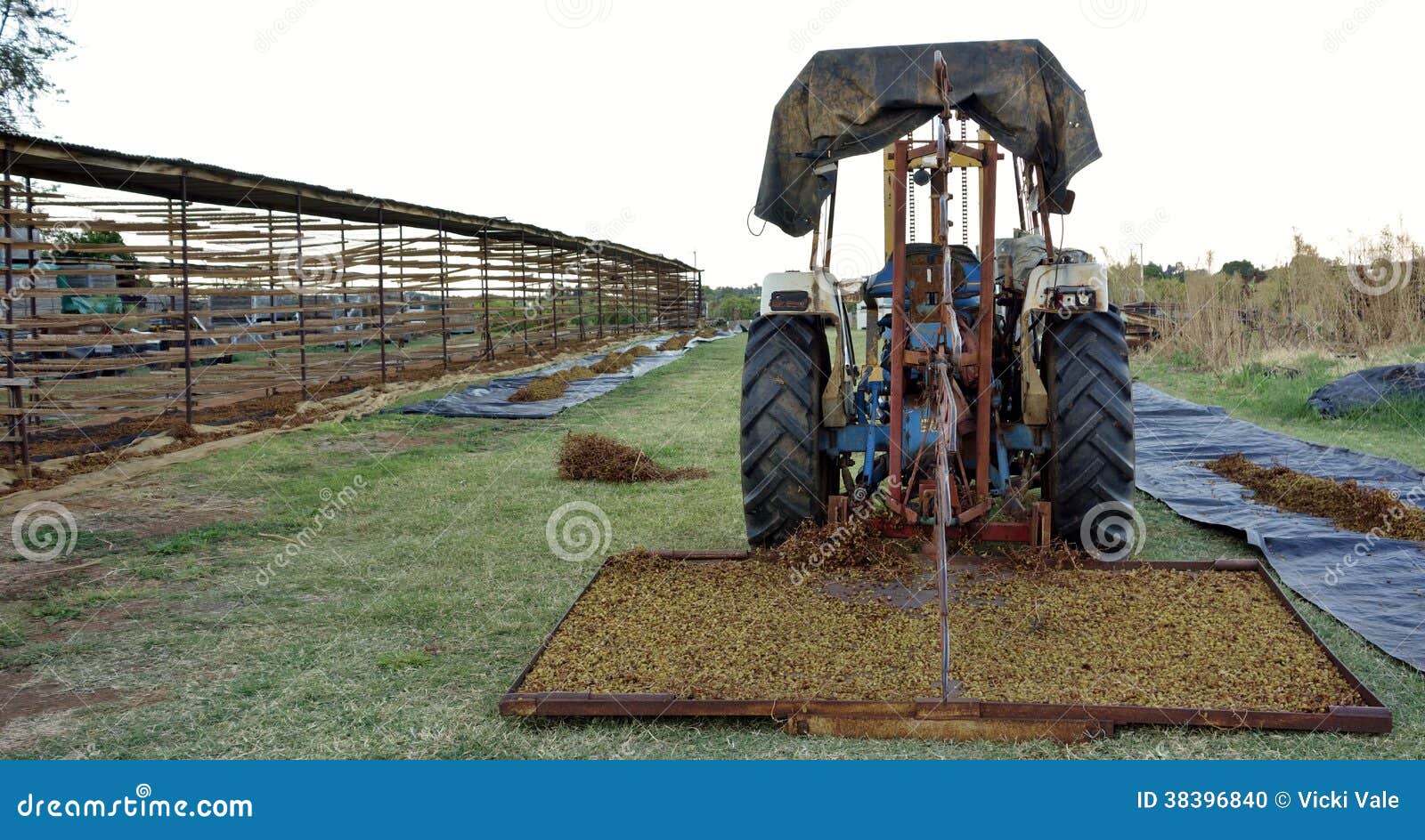 Dryinggreen Stock Photos - Free & Royalty-Free Stock Photos from Dreamstime