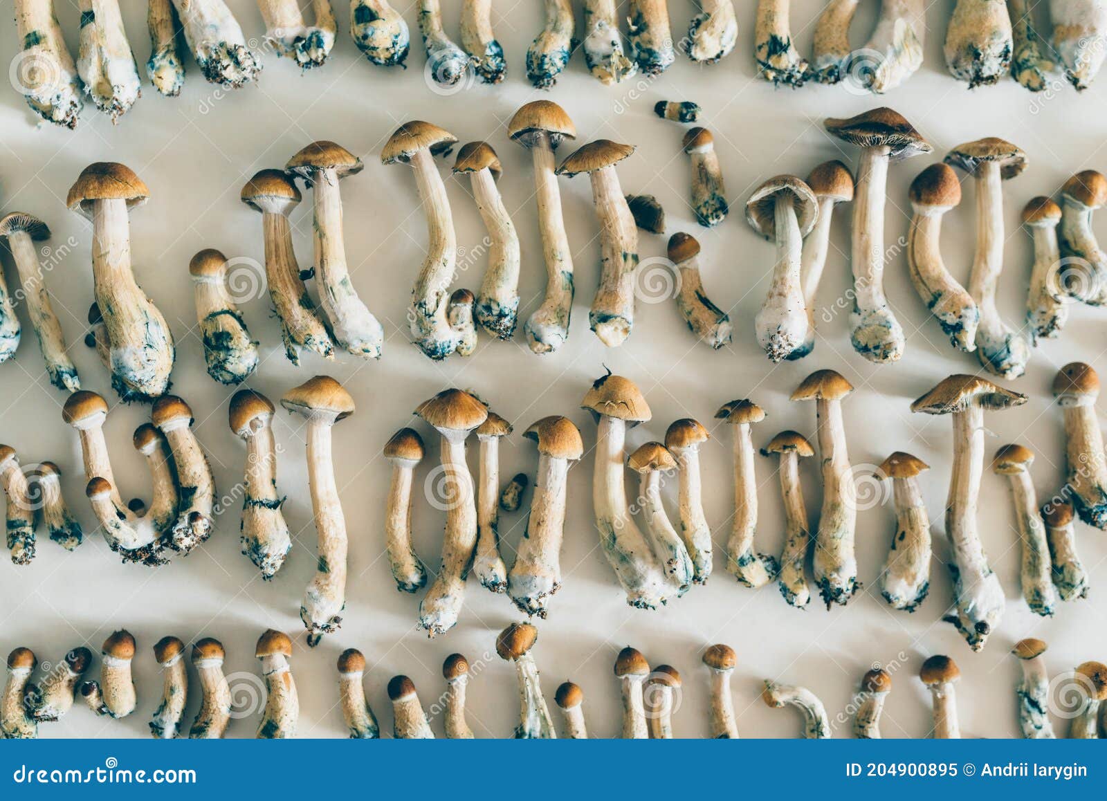 Drying Hallucinogen Mushrooms Psilocybe Cubensis Stock Image - Image of ...