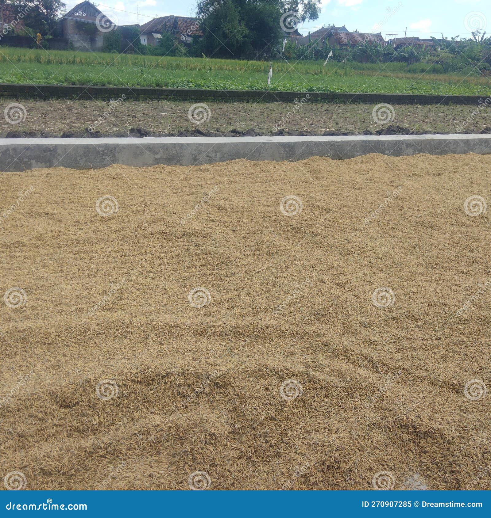 Drying the Harvested Rice in the Field Stock Image - Image of ...