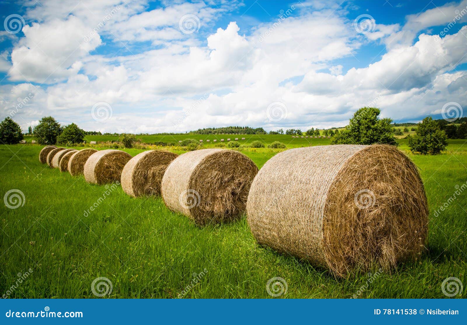 Drying hay rolls stock photo. Image of bale, plant, green - 78141538
