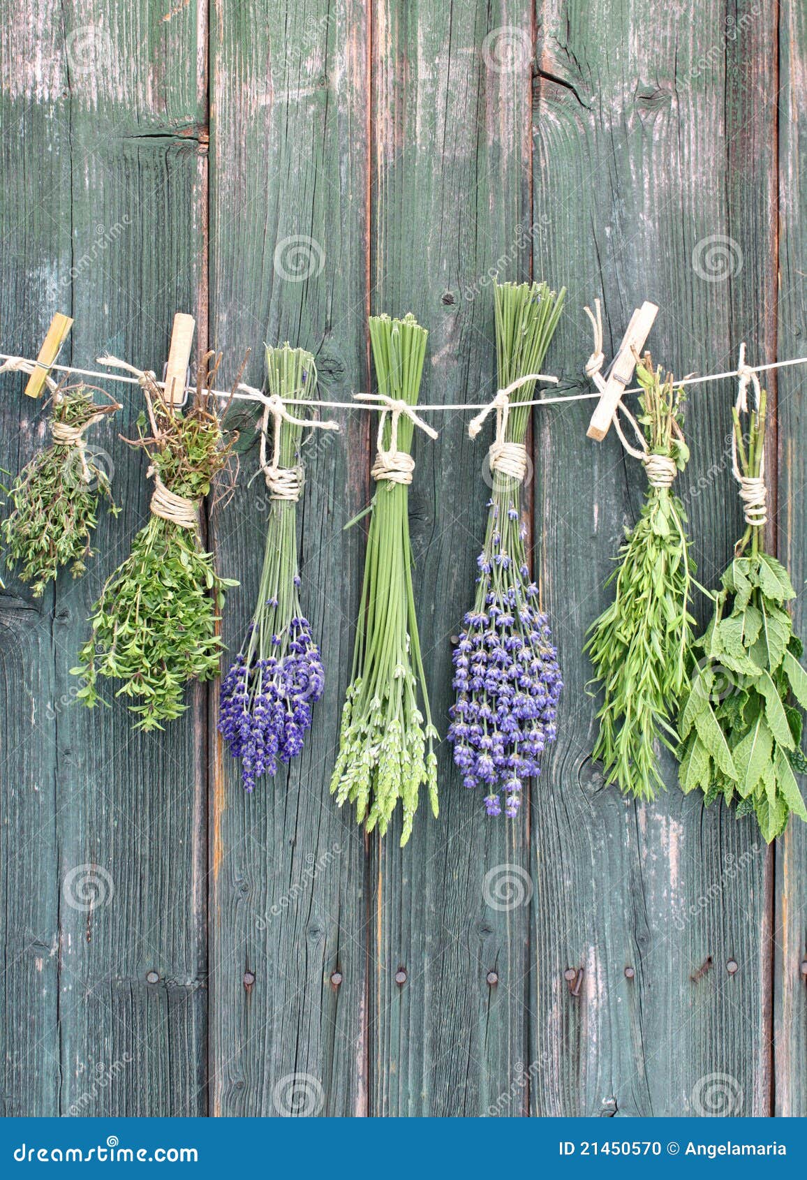 Drying herbs stock photo. Image of plant, dried, bunches - 21450570