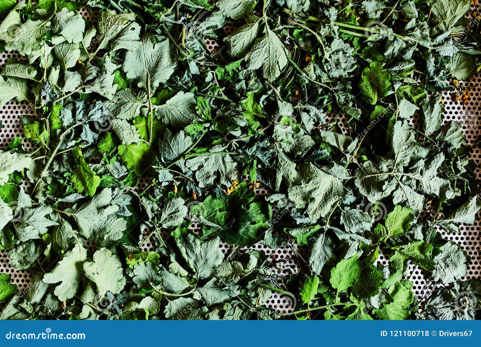 Drying herbs for tea meals stock photo. Image of isolated - 121100718