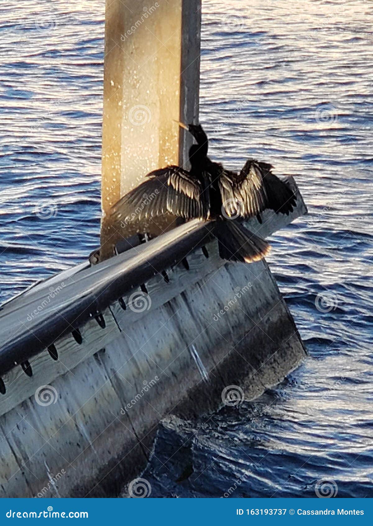 Drying hes wings stock image. Image of bird, wings, drying - 163193737