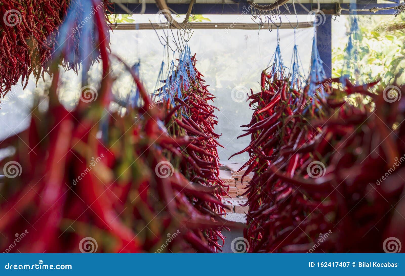 Drying Long Red Pepper with Hanging in Shadow. a Sewing Needle and ...