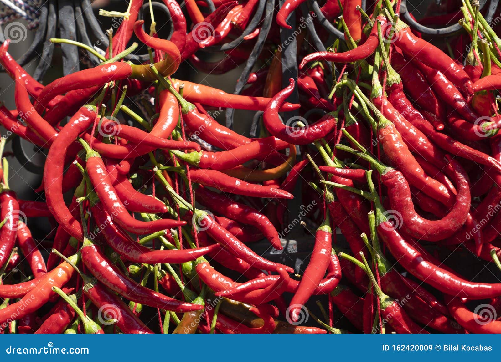 Drying Long Red Pepper with Hanging in Shadow. a Sewing Needle and ...