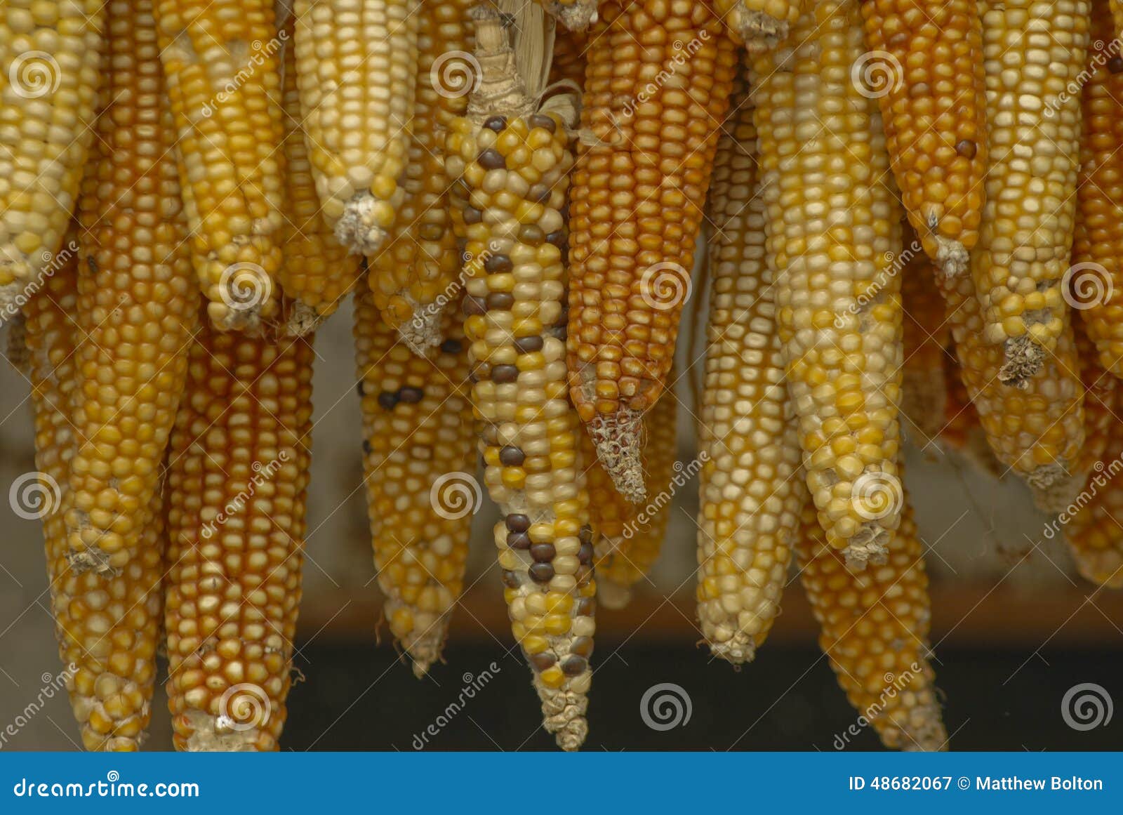 Guatemala, Maize Producing Country, Dry Corn Grains And Guatemalan ...