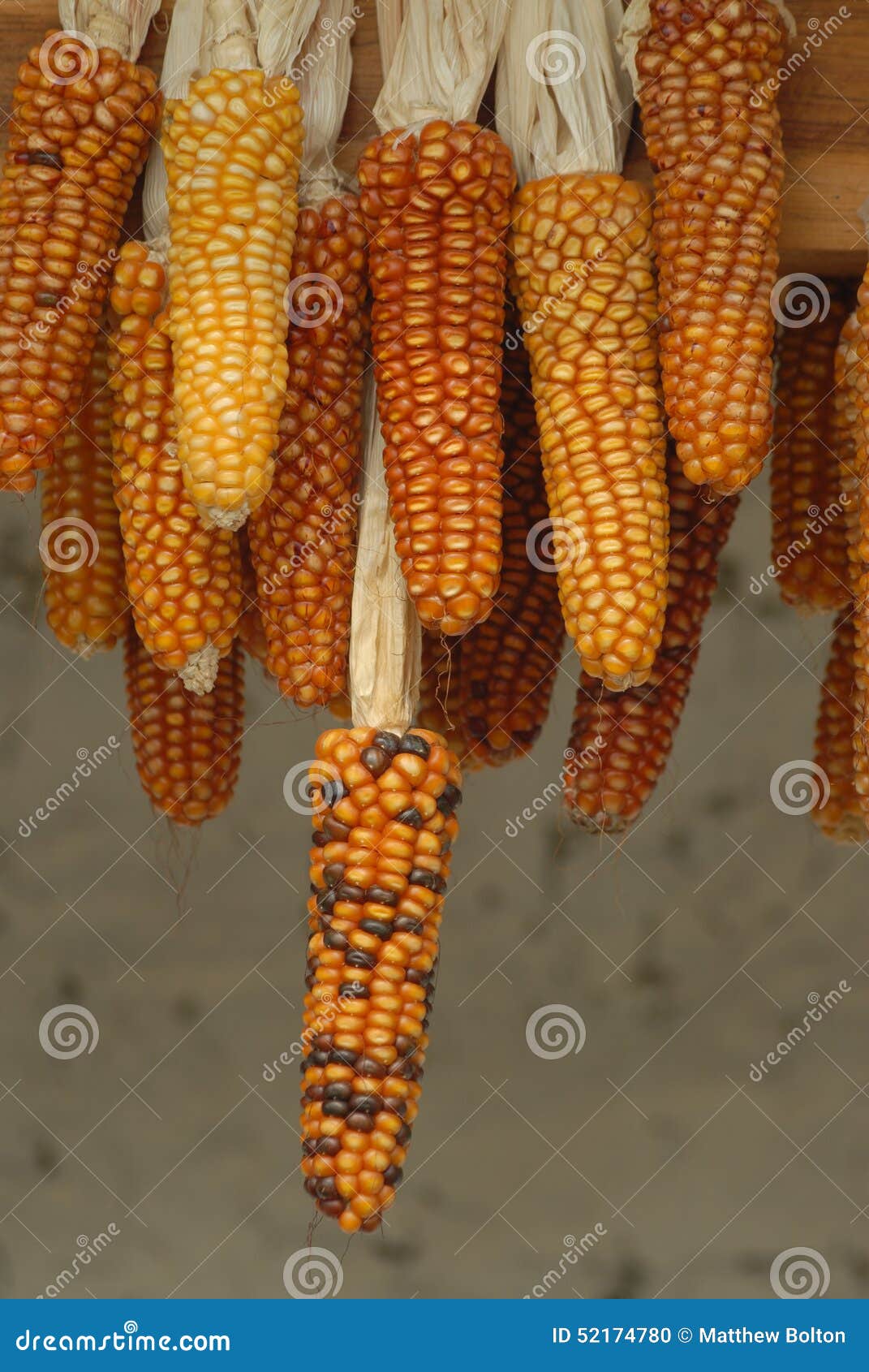 Drying Maize. Guatemala stock photo. Image of farming - 52174780