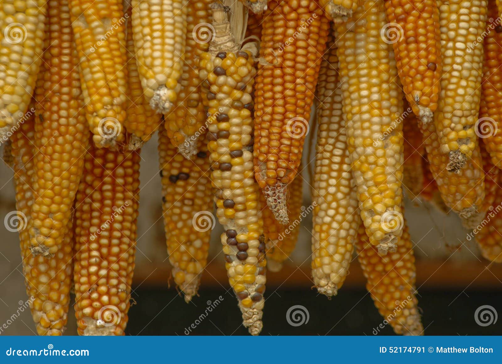 Guatemala, Maize Producing Country, Dry Corn Grains And Guatemalan ...