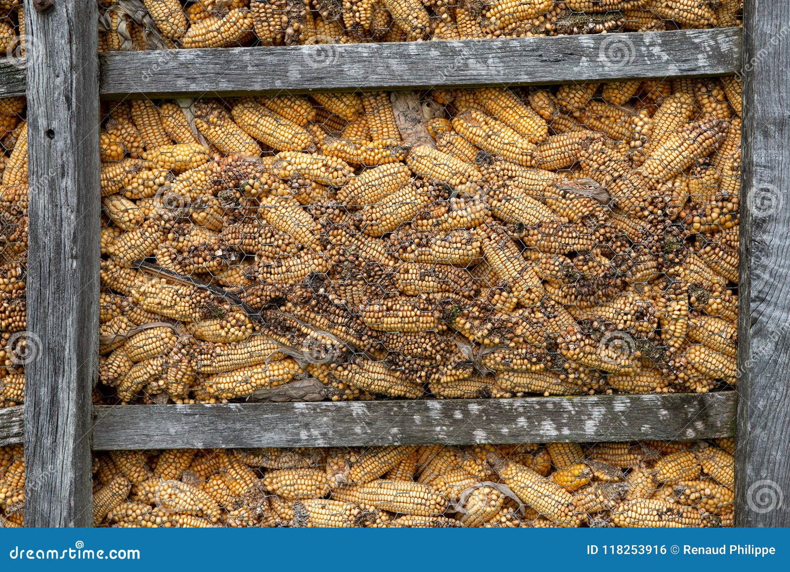 Drying the Maize in Wooden Boxes Stock Photo - Image of rural, food ...