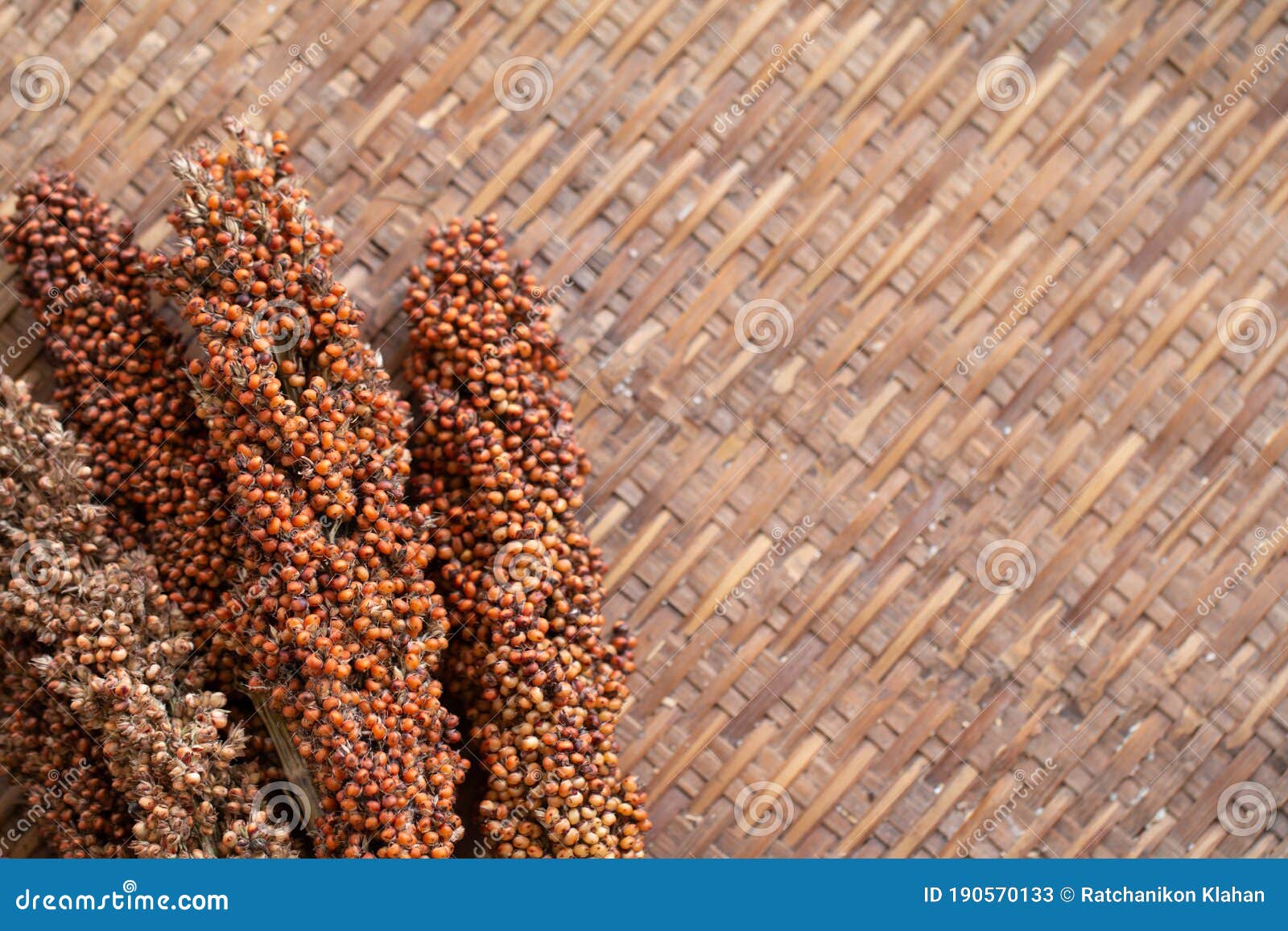 Red Millet Twigs Isolated On White Background. Red Millet Seeds Stock ...