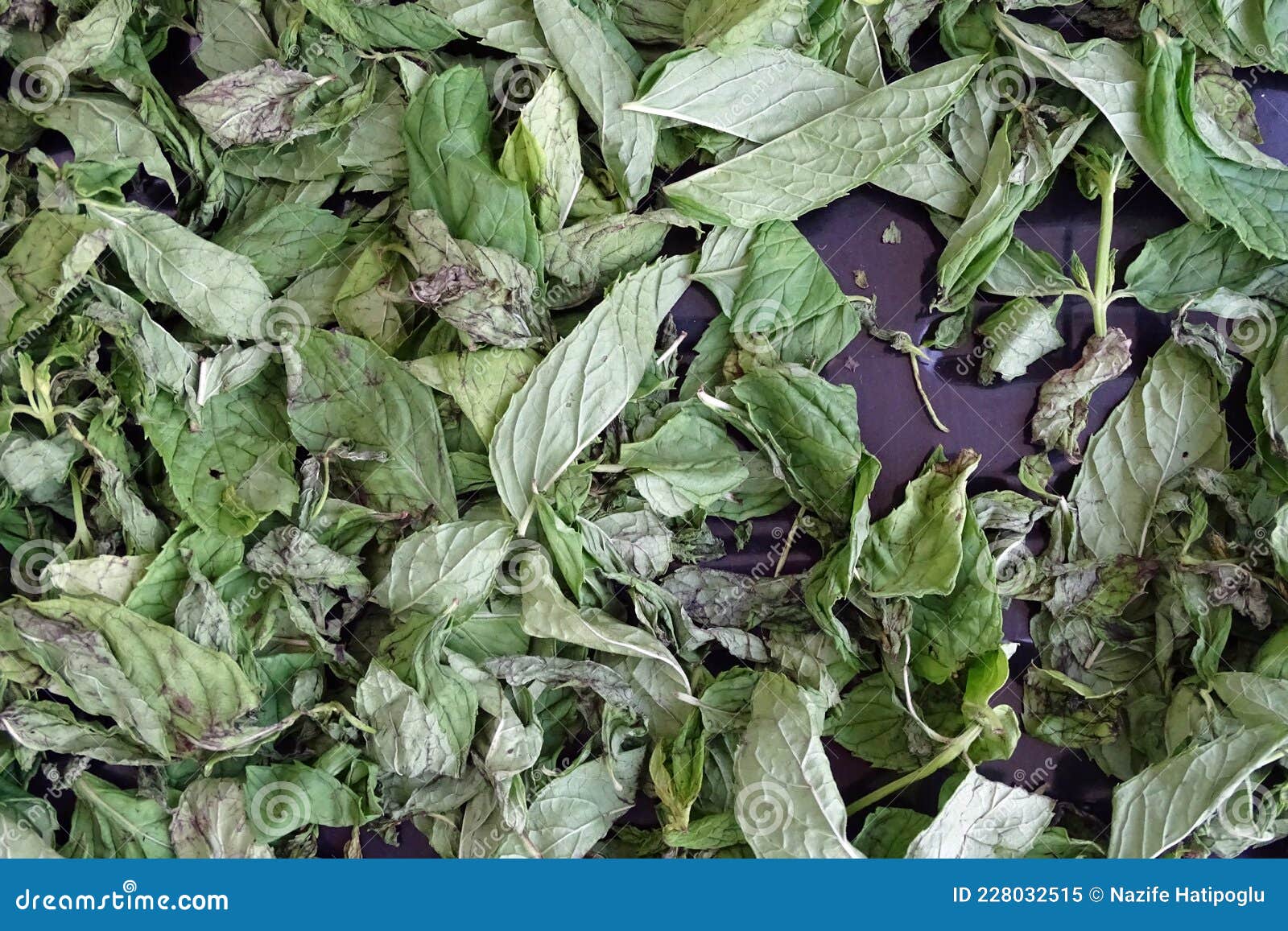 Drying Mint, Drying Mint in the Sun, Dried Mints, Drying Healthy Mint ...