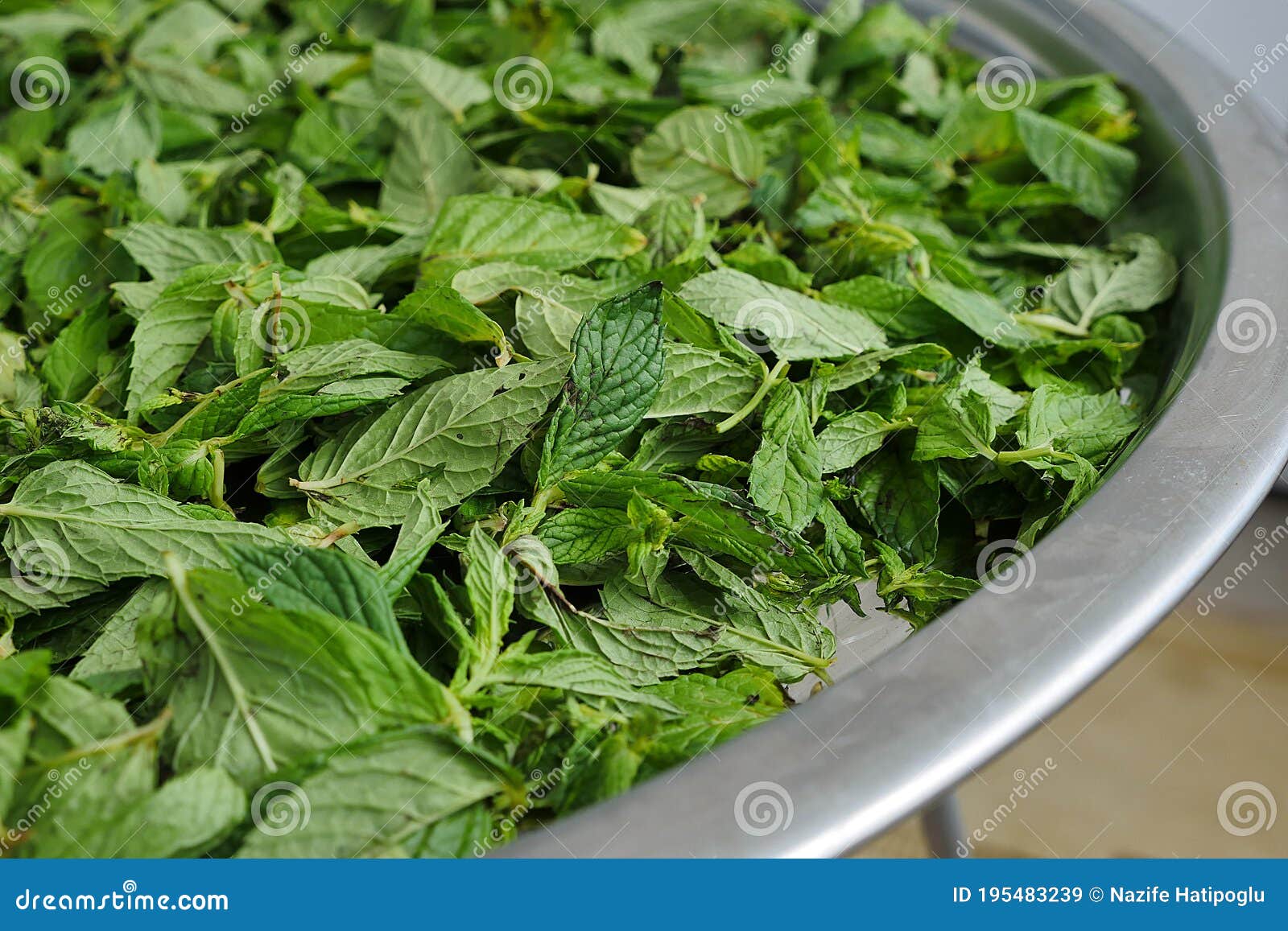 Drying Mint at Home, Drying Fresh Mint Stock Image - Image of herb ...