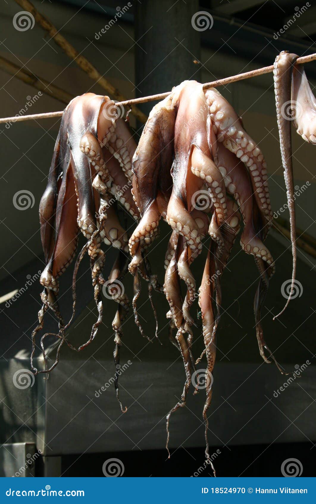 Drying octopus stock photo. Image of preparation, seafood - 18524970