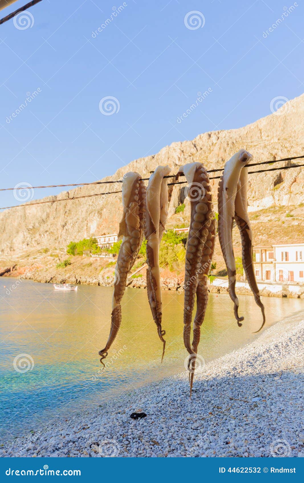 Drying Octopus stock photo. Image of fresh, blue, drying - 44622532