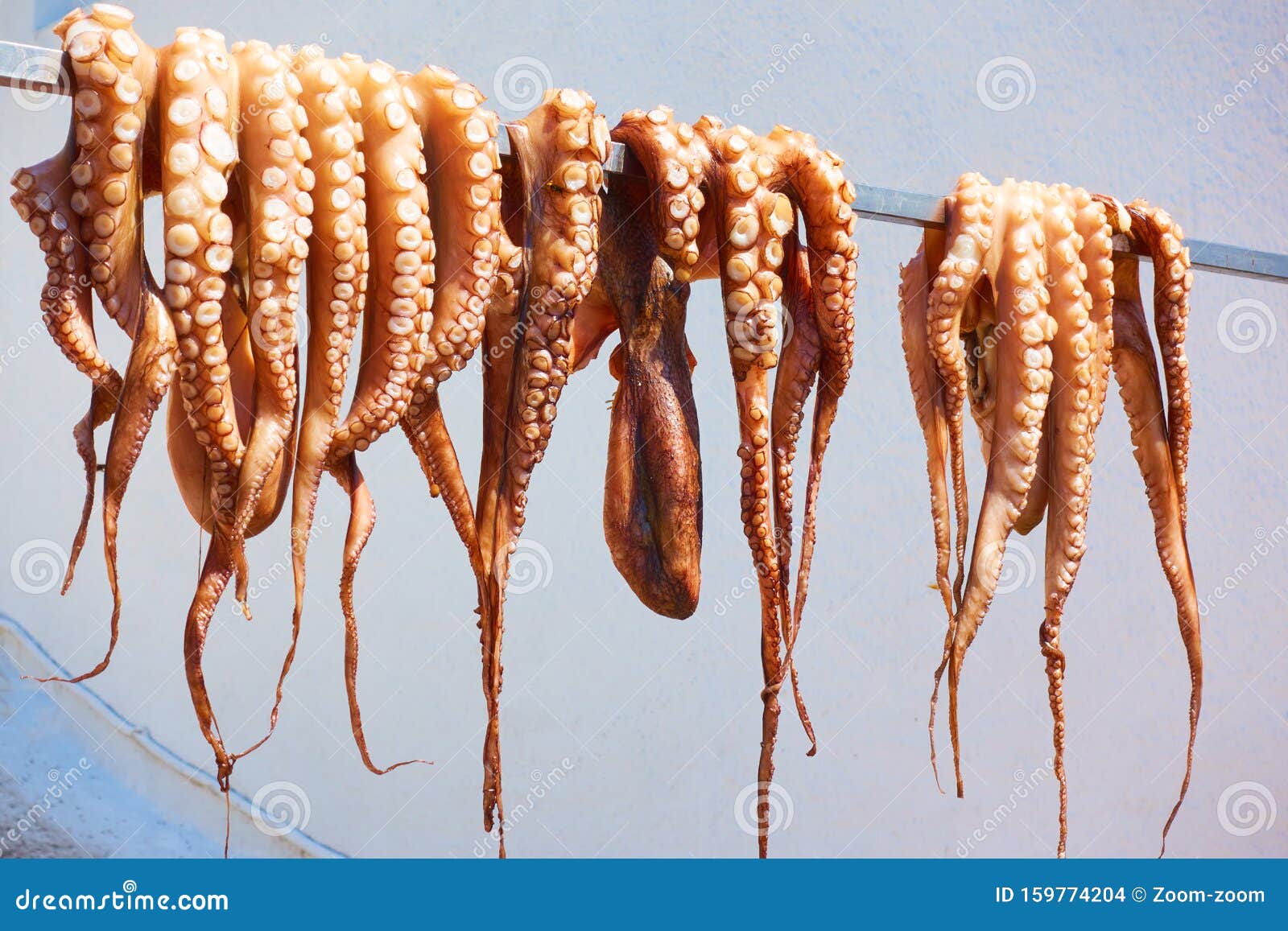 Drying octopus in the sun stock photo. Image of drying - 159774204