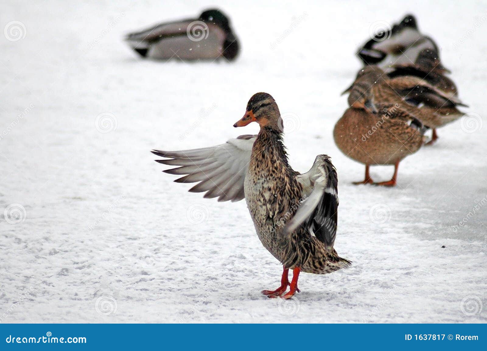 Drying off stock image. Image of pound, migrate, frozen - 1637817
