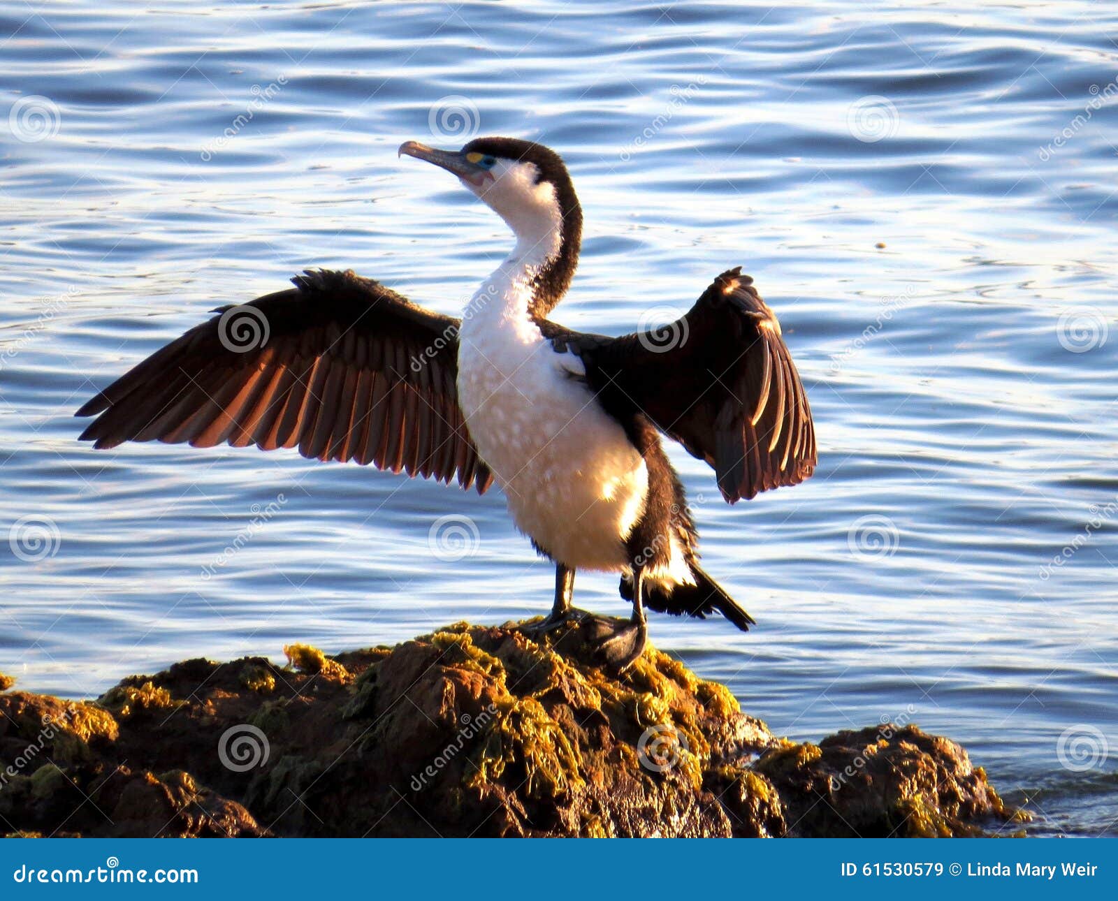 Drying Off! stock image. Image of fishing, birds, fish - 61530579