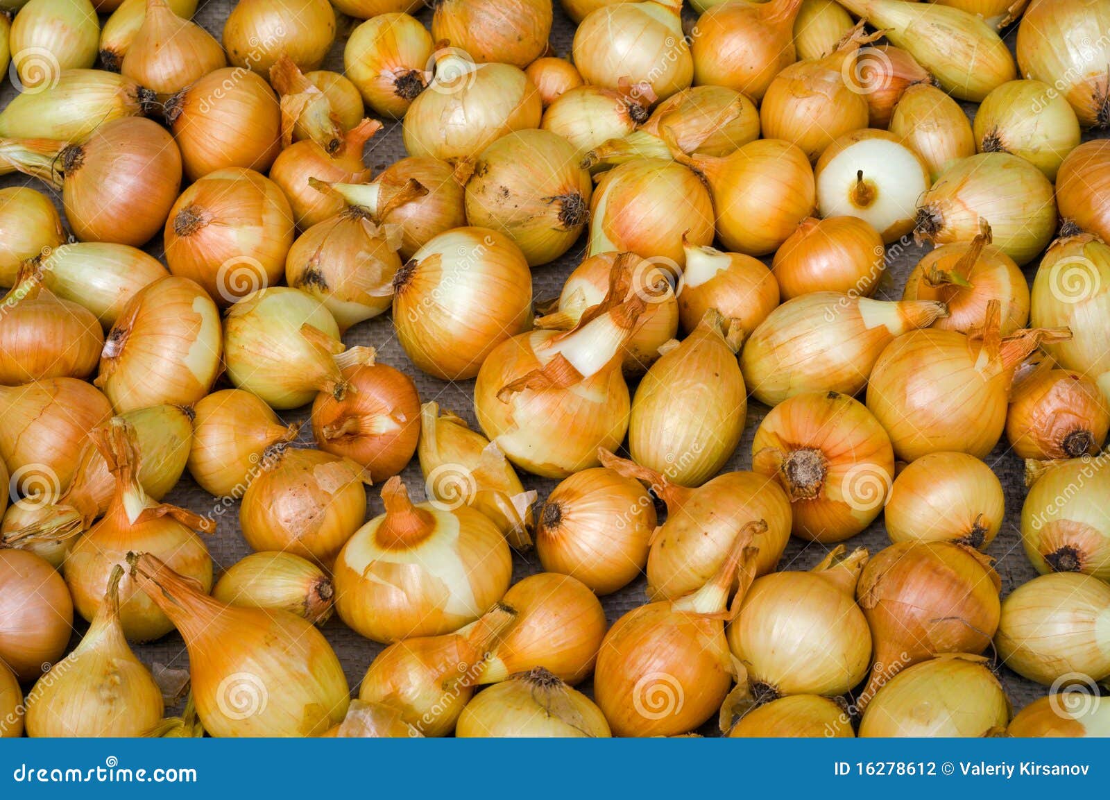 Drying Onion 7 stock photo. Image of produce, onion, outdoor - 16278612