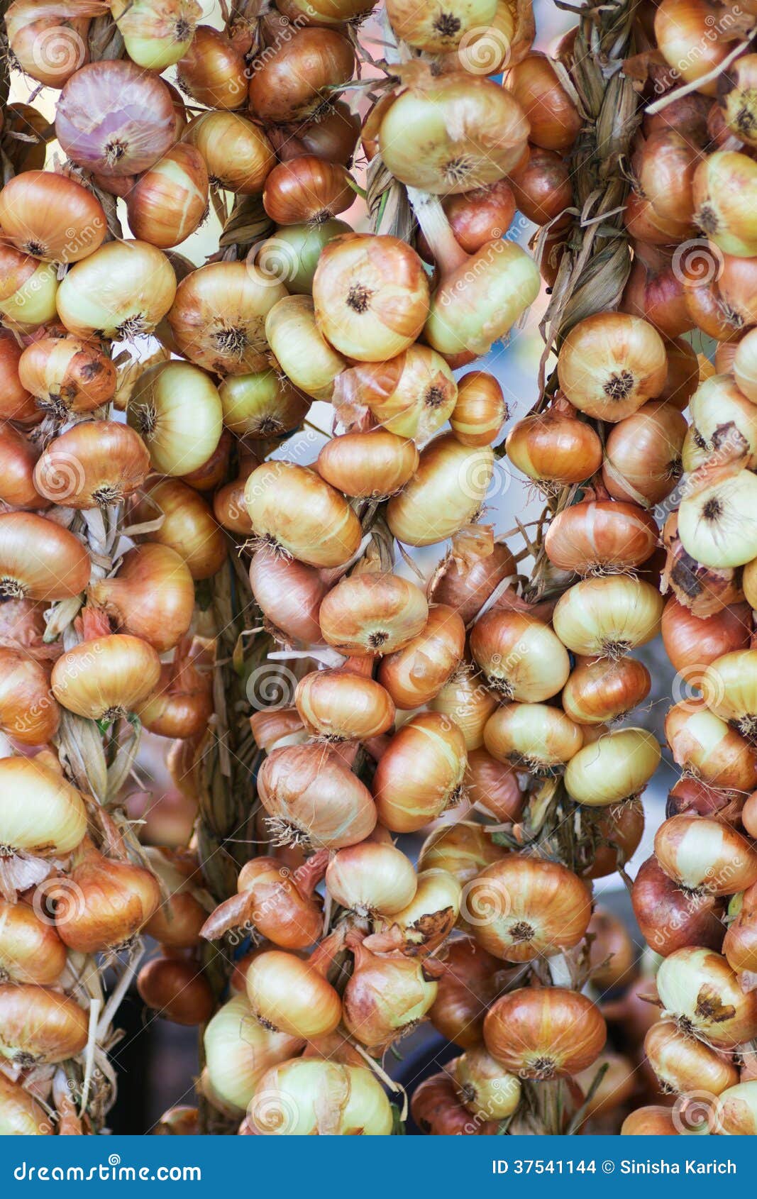 Drying onions stock photo. Image of onions, outdoor, onion - 37541144
