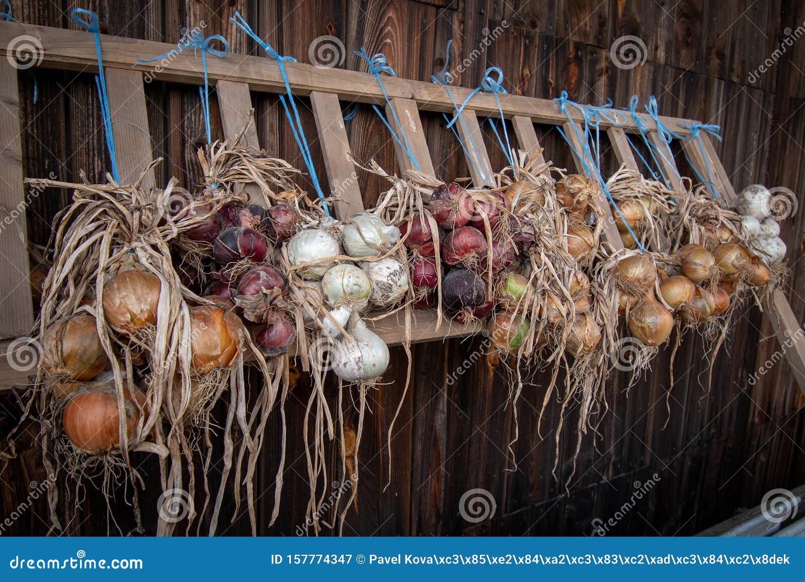 Drying Onions of Different Colors Infront of Barn Stock Image - Image ...