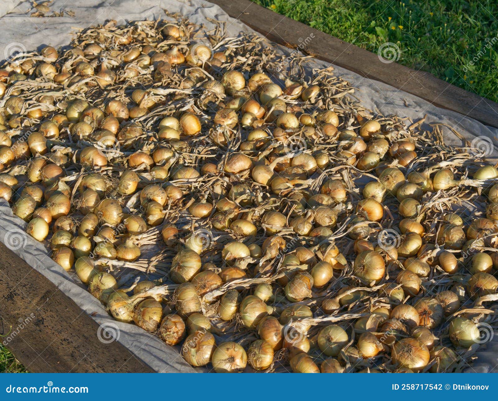 Drying Onions on the Ground in Summer Stock Photo - Image of organic ...
