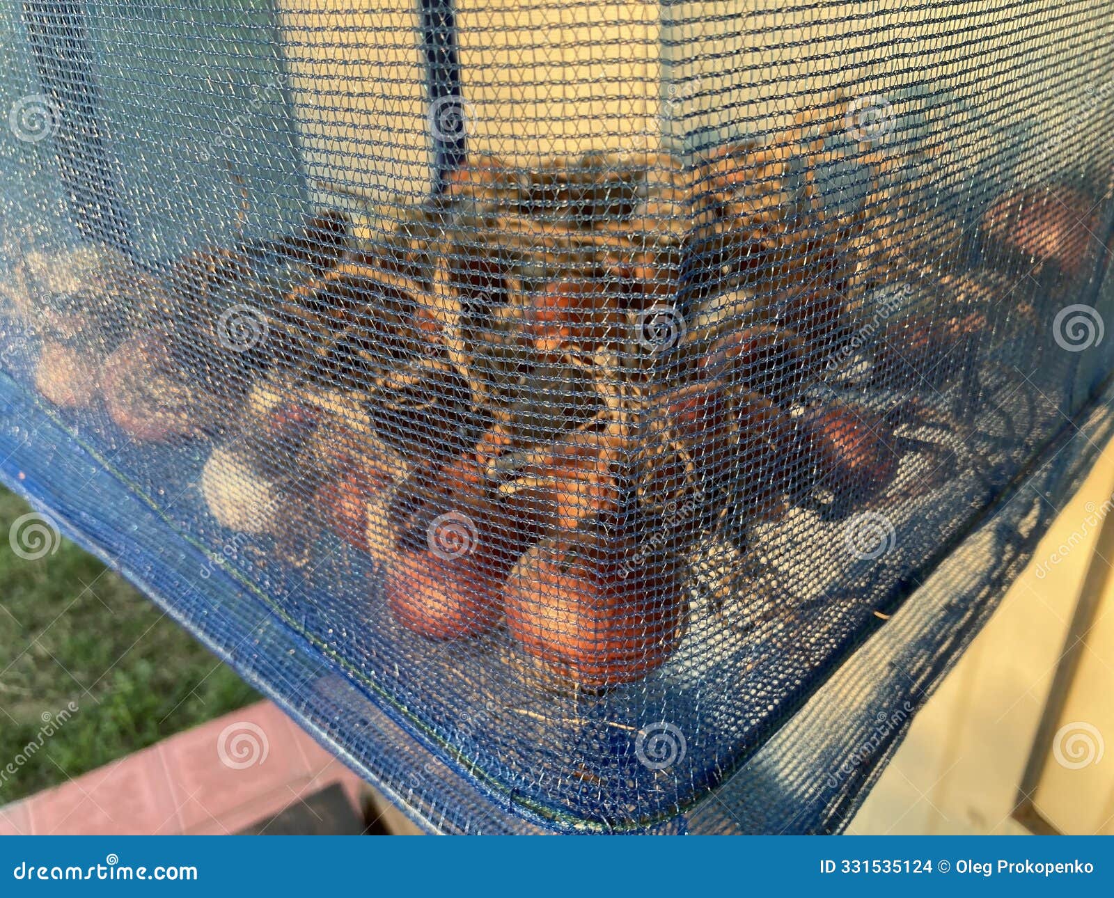 Drying Onions in a Storage Net Stock Photo - Image of netting ...