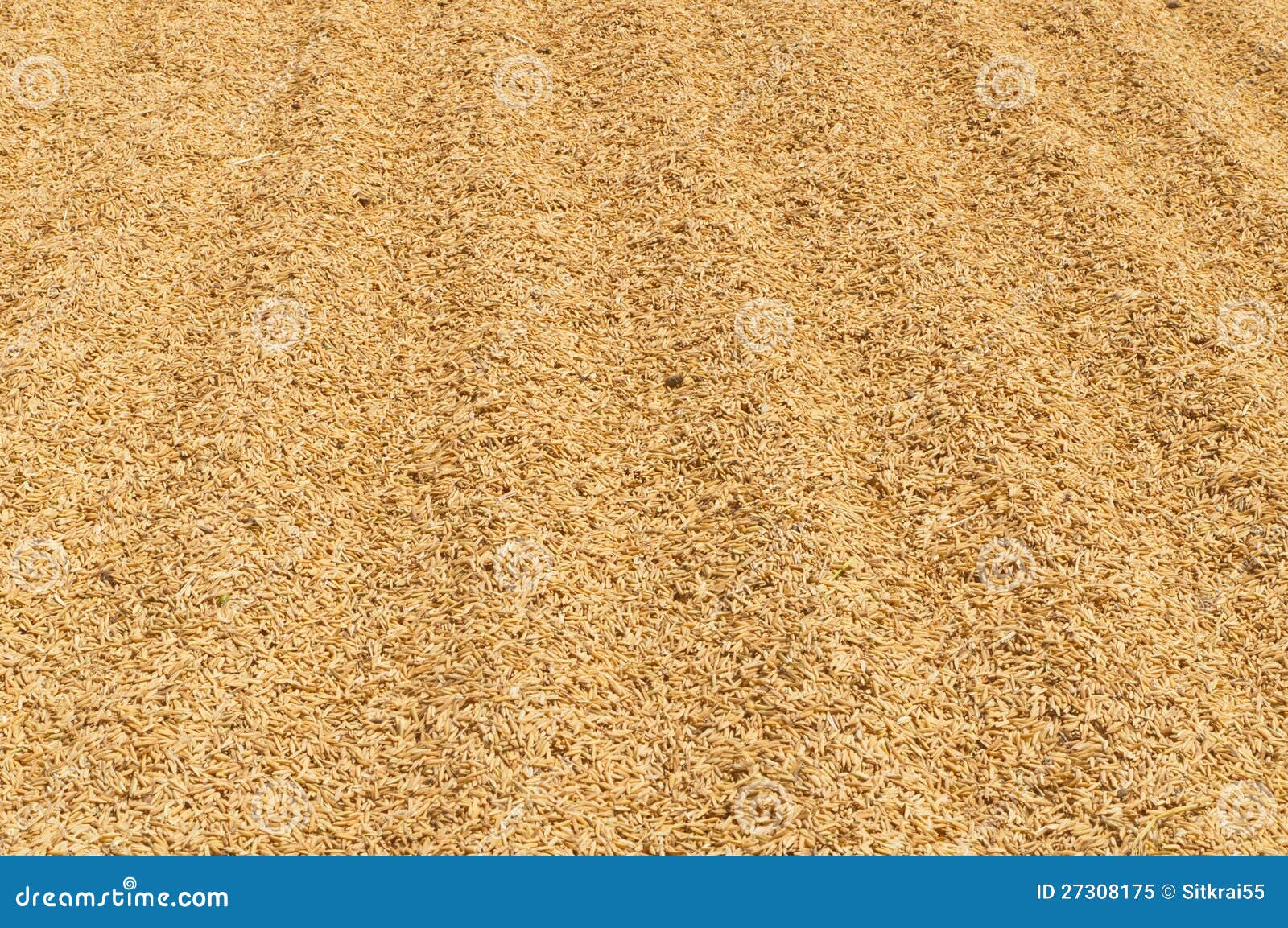 Drying paddy stock image. Image of brown, cultivation - 27308175