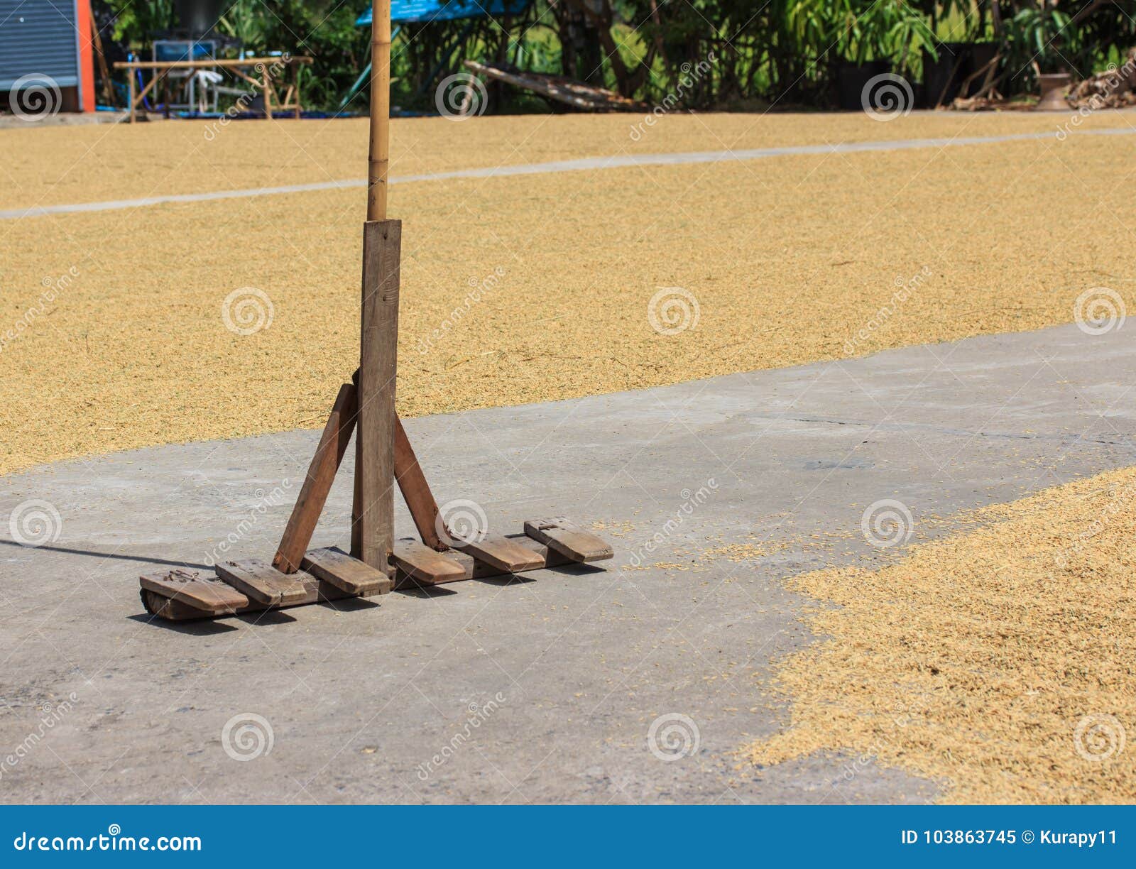 Drying Paddy. stock image. Image of thailand, asia, yard - 103863745
