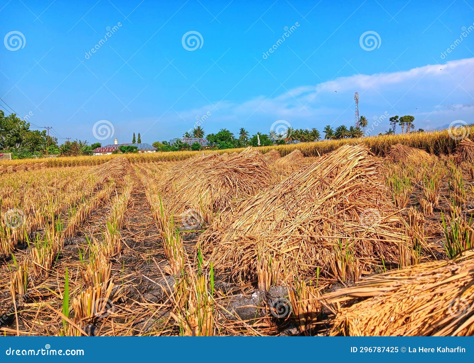 Drying Paddy after Harvesting Stock Image - Image of harvesting ...