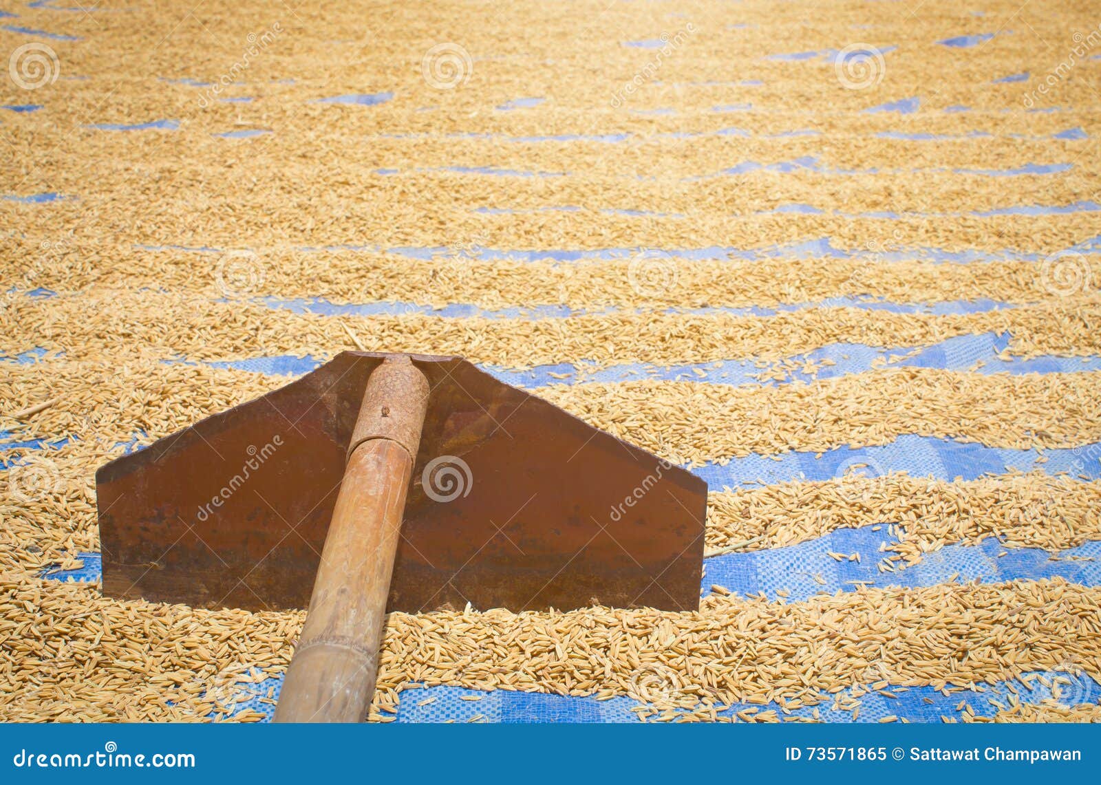 Drying paddy or rice grain stock image. Image of grain - 73571865