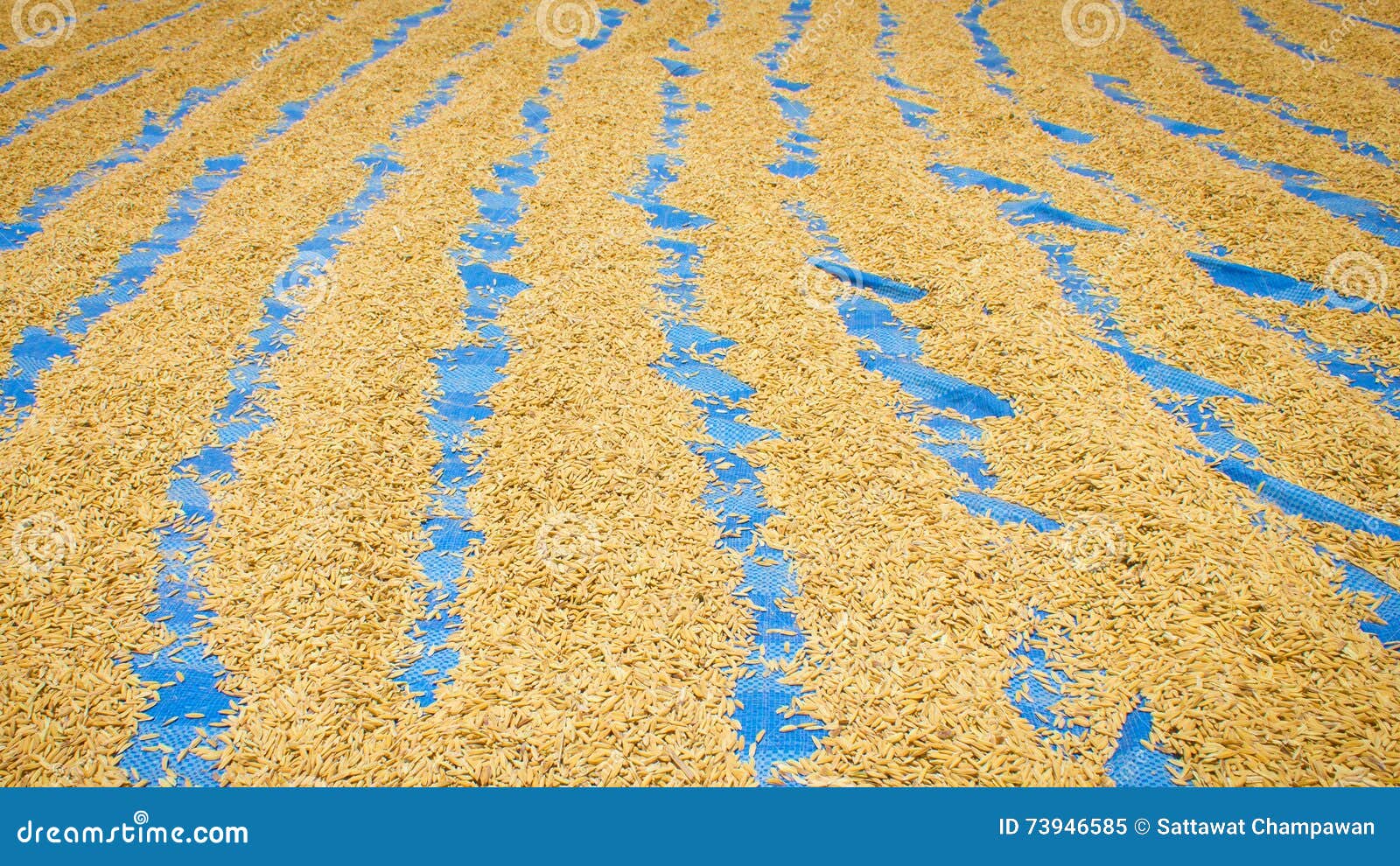 Drying paddy stock image. Image of plant, yellow, gold - 73946585