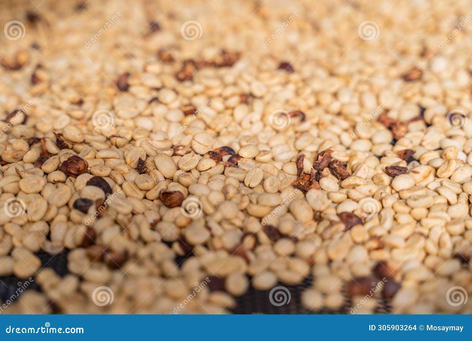 Drying Parchment Coffee Beans in the Sun Stock Photo - Image of dried ...