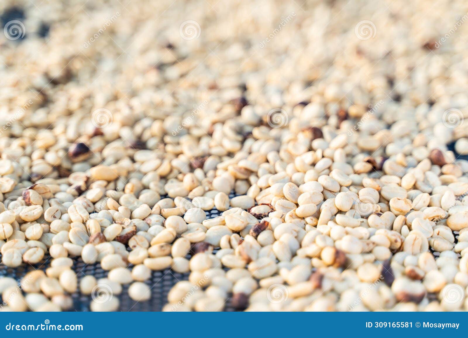Drying Parchment Coffee Beans in the Sun Stock Image - Image of ...