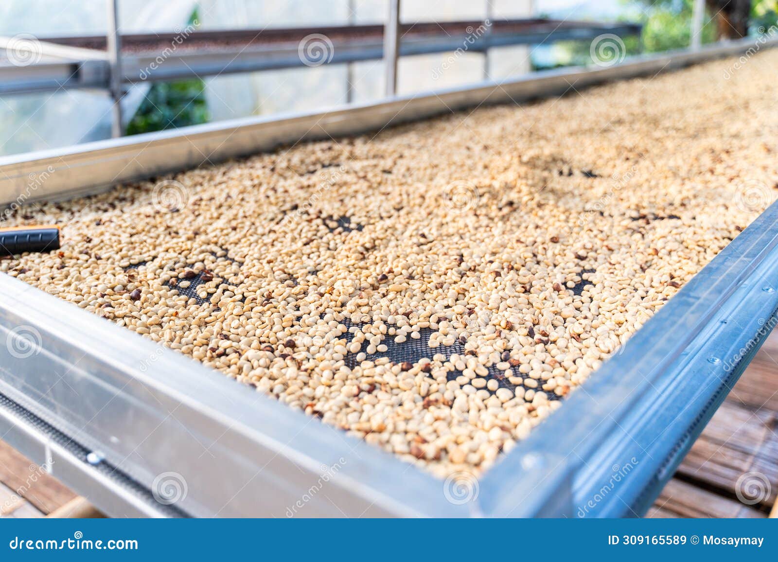 Drying Parchment Coffee Beans in the Sun Stock Image - Image of ...