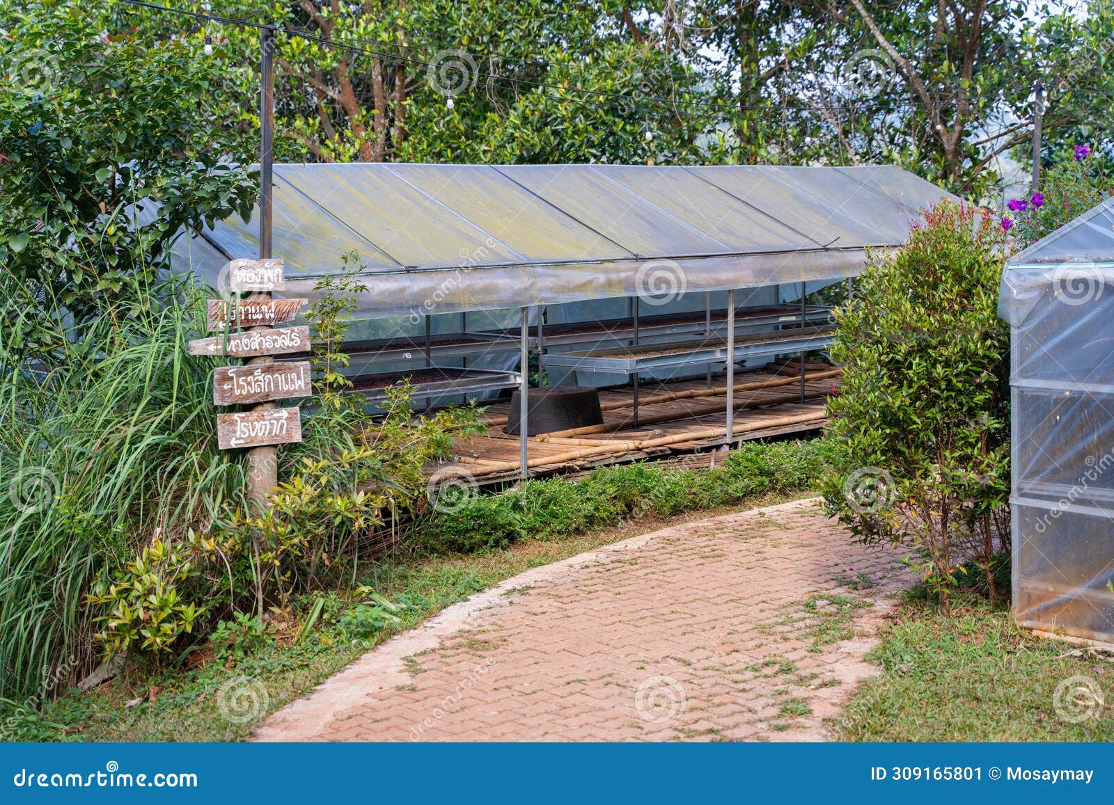 Drying Parchment Coffee Beans in the Sun Stock Image - Image of process ...