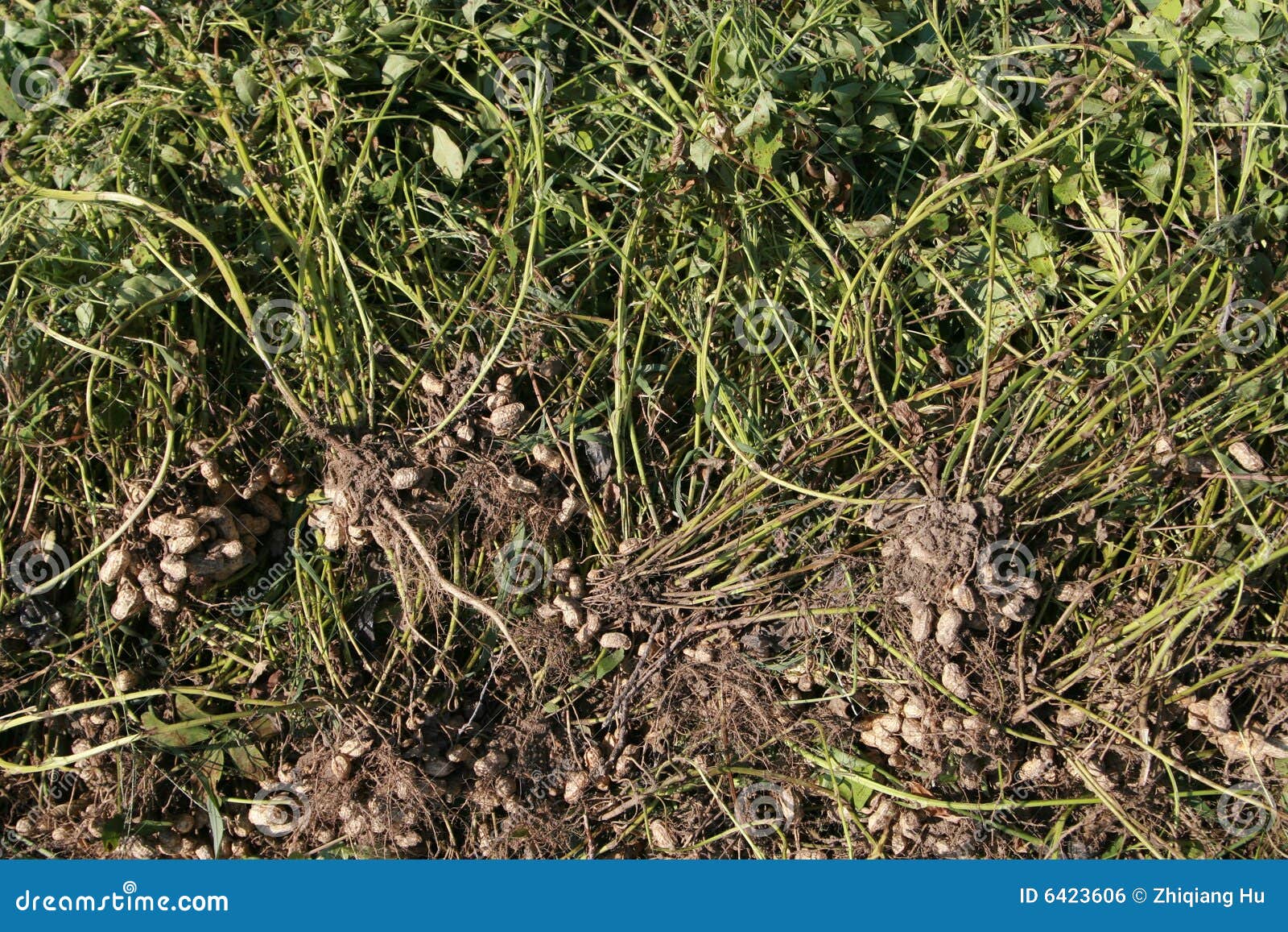 Drying the peanuts stock photo. Image of seed, harvesting - 6423606