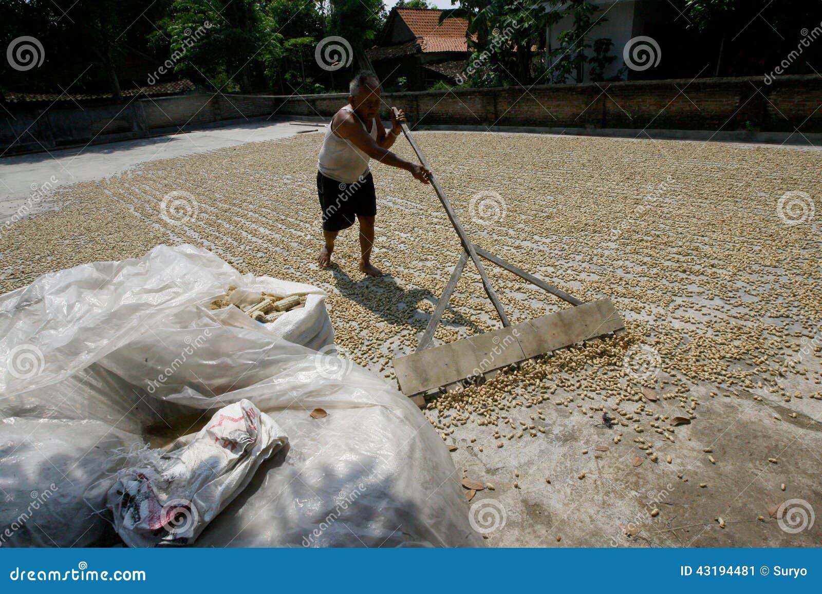 Drying peanuts editorial photo. Image of peanuts, central - 43194481
