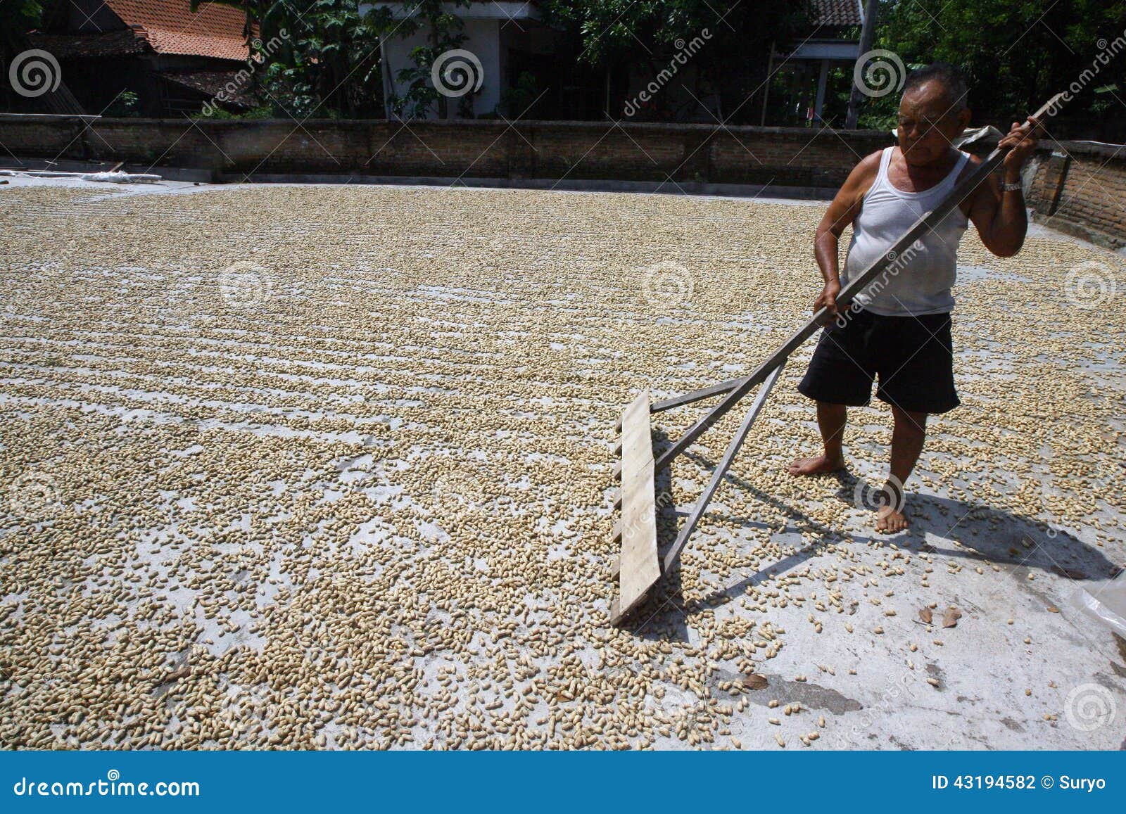 The Farmers Are Drying The Potato Harvest And Sorting The Quality ...