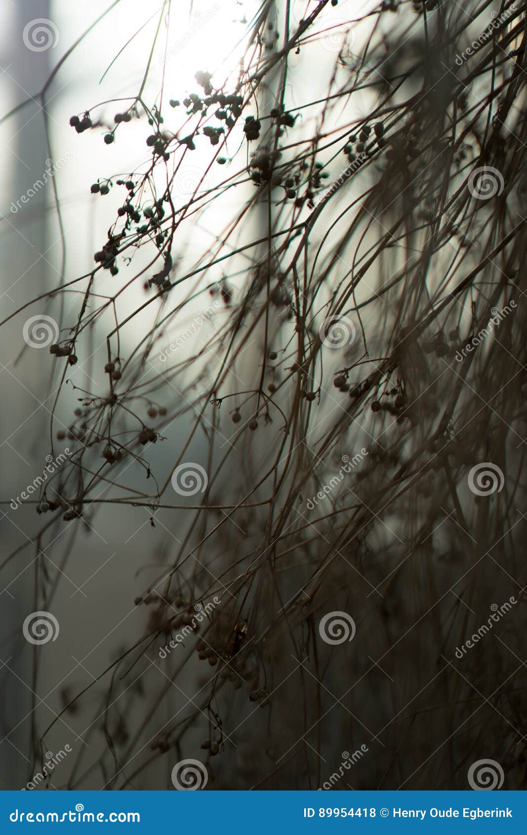 Drying plants stock photo. Image of morning, flora, netherlands - 89954418