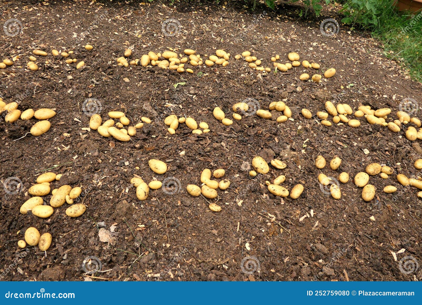 Drying Potatoes stock photo. Image of dirt, nature, nutrition - 252759080