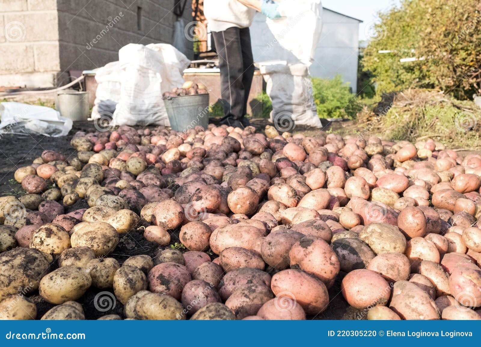 Drying Potatoes in the Fresh Air. Harvesting in the Garden Stock Photo ...