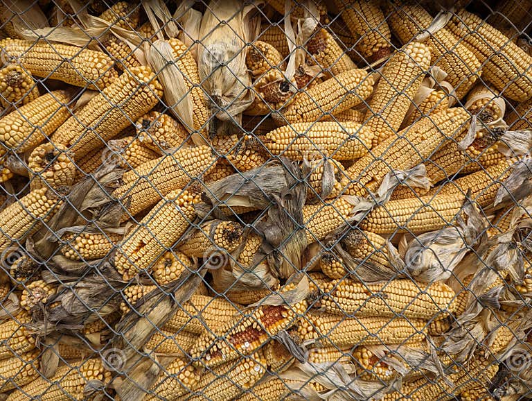 From Harvest To Granary: the Corn Drying Process Stock Photo - Image of ...